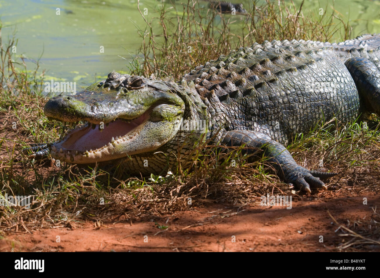 Australian Estuarine salt water crocodile Crocodylus porosus Stock ...