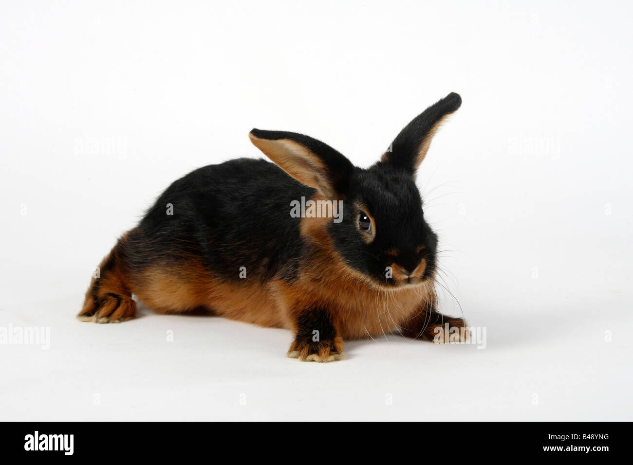 Tan Rabbit 13 weeks Domestic Rabbit Stock Photo - Alamy