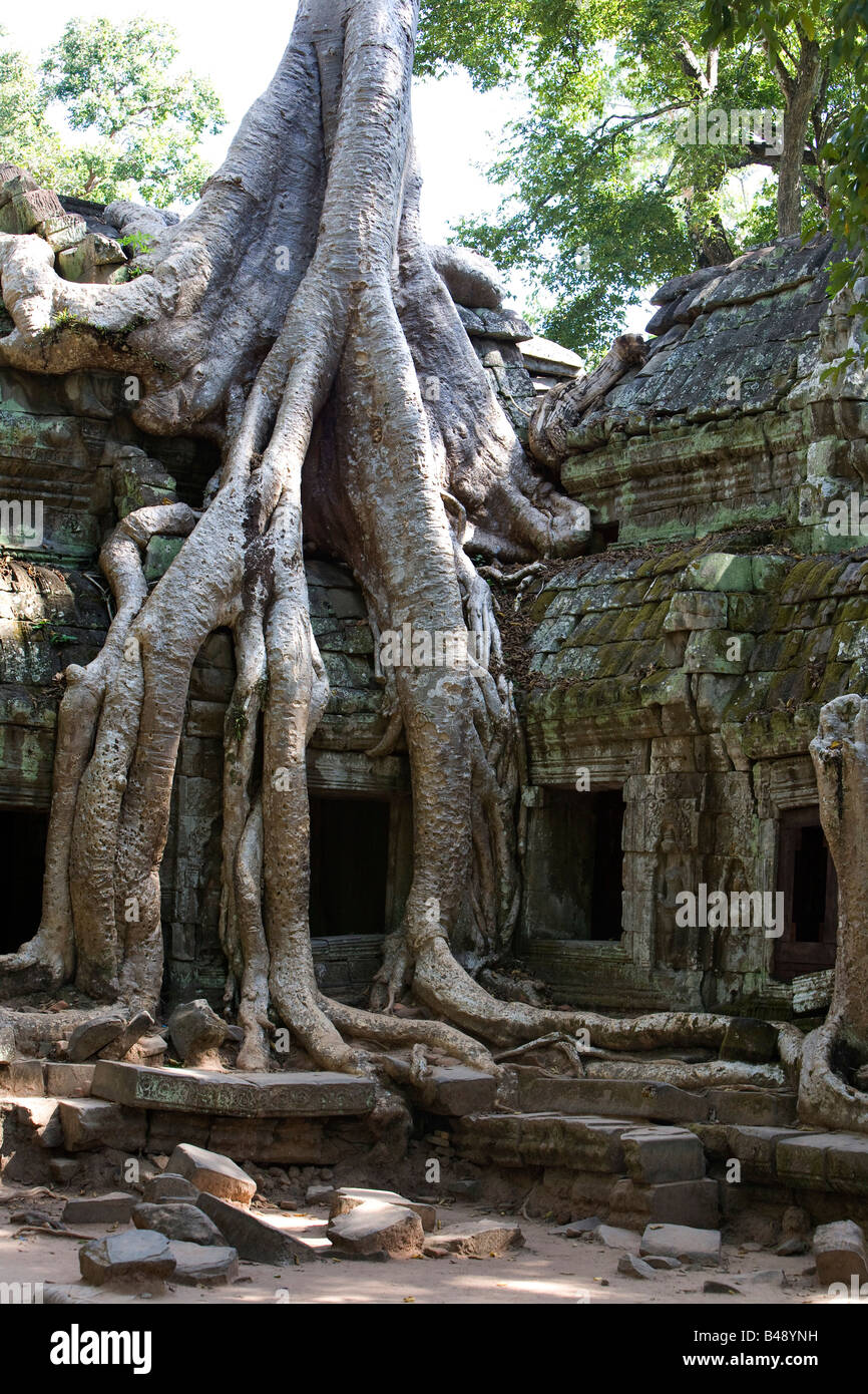 Tree roots covering temple ruins in the ancient city of Angkor Wat ...
