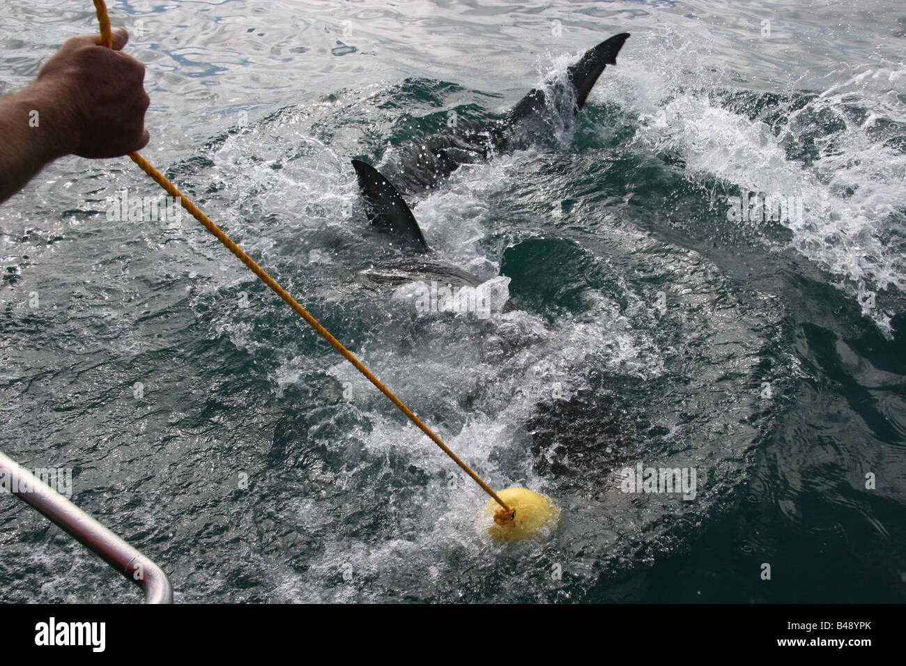 Chumming for Great White Sharks off the cost of Southern Africa Stock ...