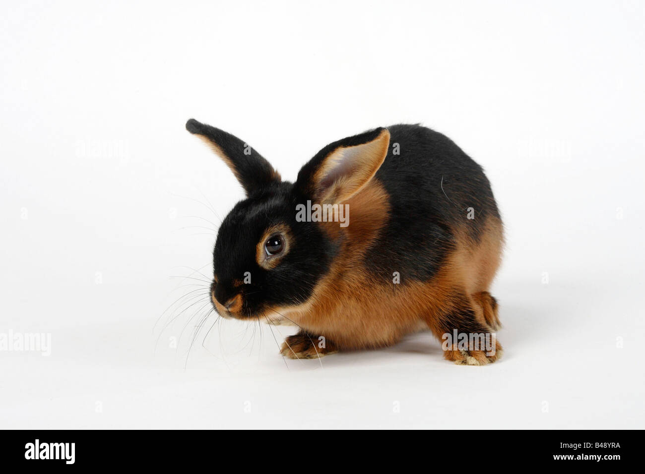 Tan Rabbits High Resolution Stock Photography and Images - Alamy