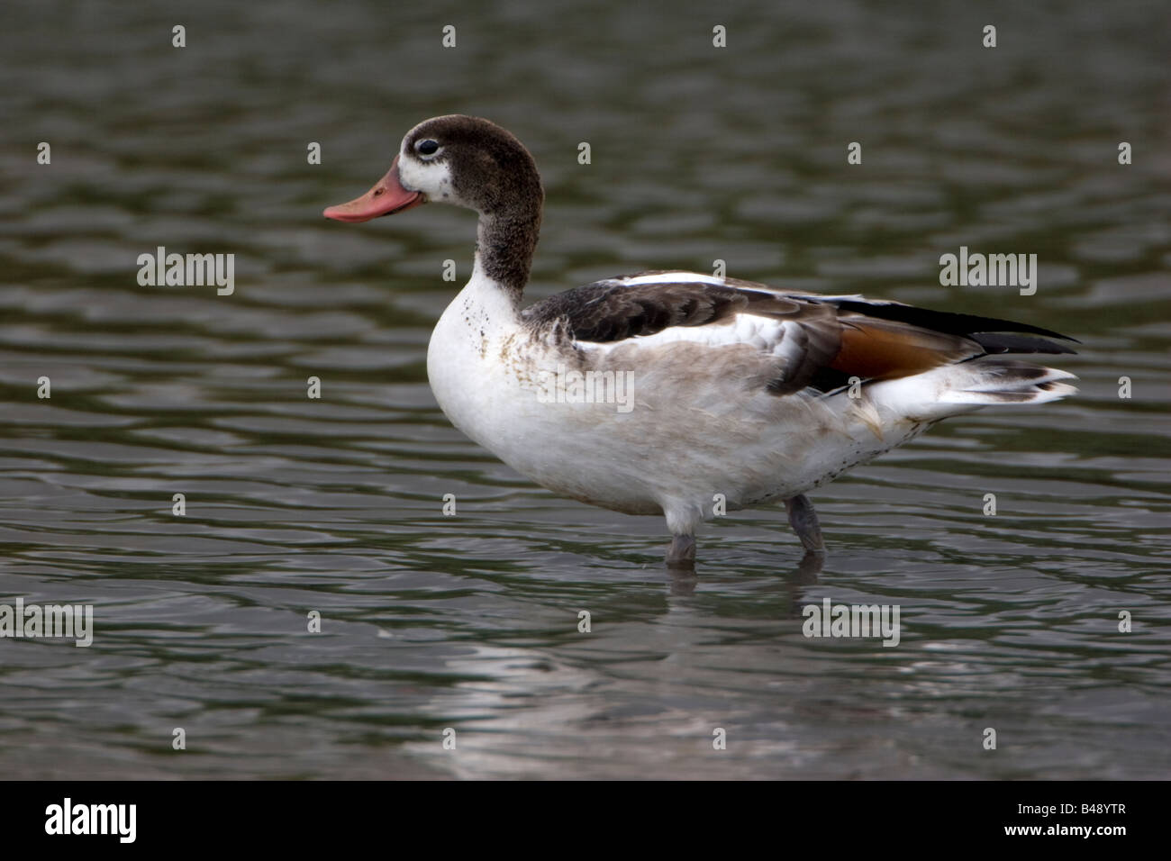 Juvenile shelduck hi-res stock photography and images - Alamy