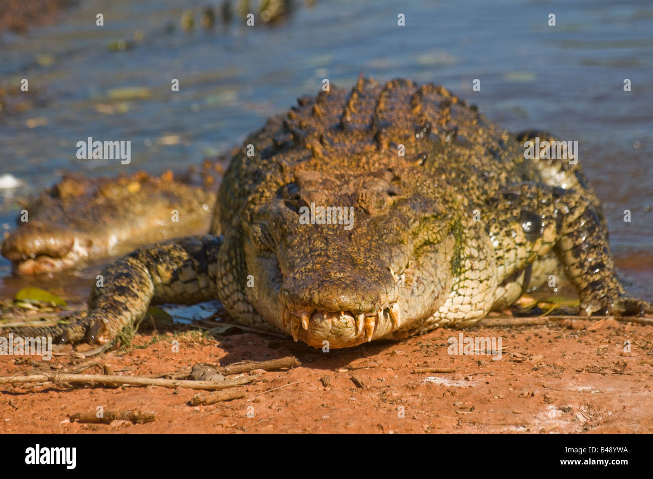 Australian Estuarine salt water crocodile Crocodylus porosus Stock ...