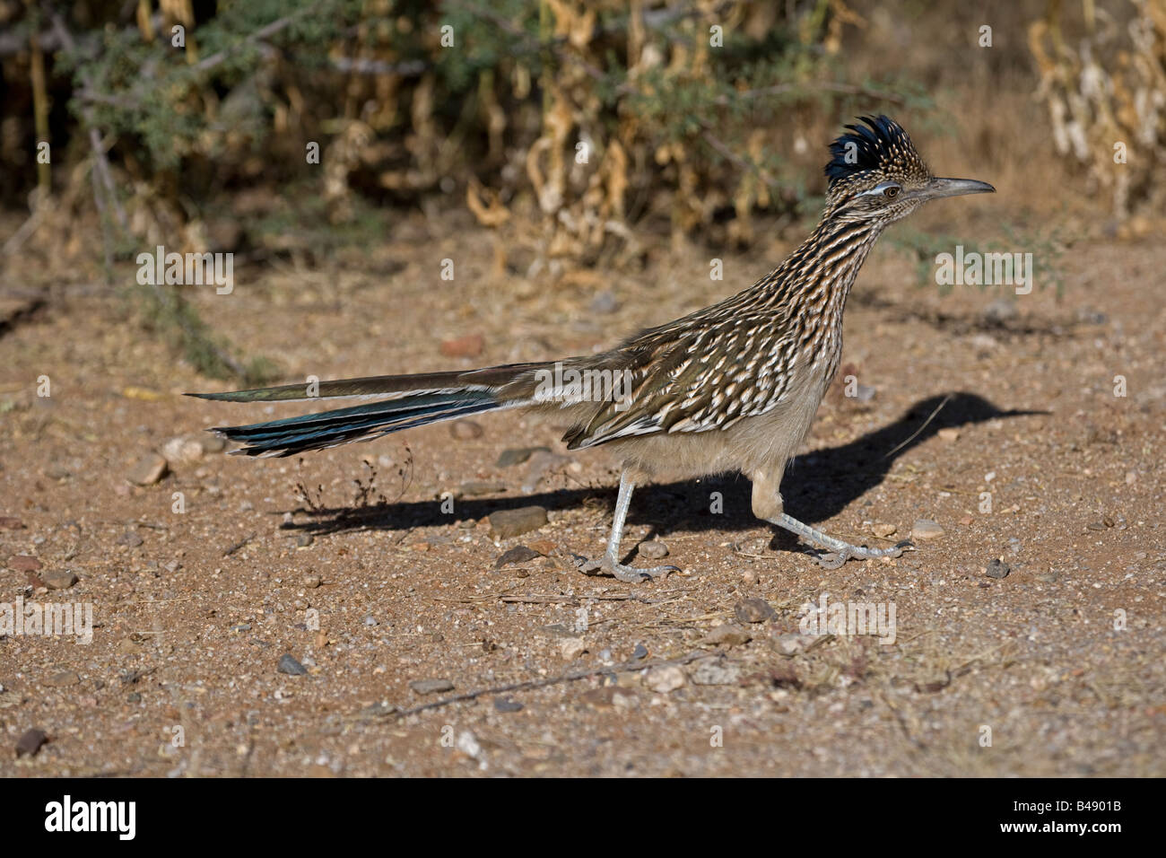 Arizona roadrunners hi-res stock photography and images - Alamy