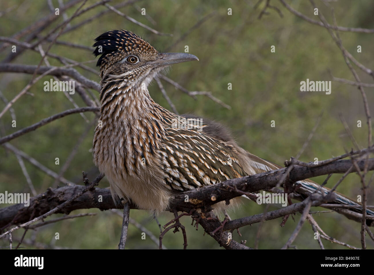 Greater Roadrunner (Geococcyx californianus) Arizona Sonoran Desert ...