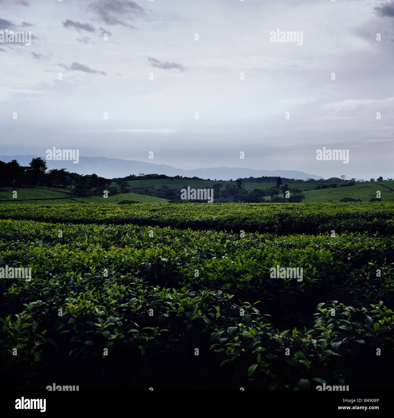 Ugandan tea fields near Fort Portal Stock Photo - Alamy