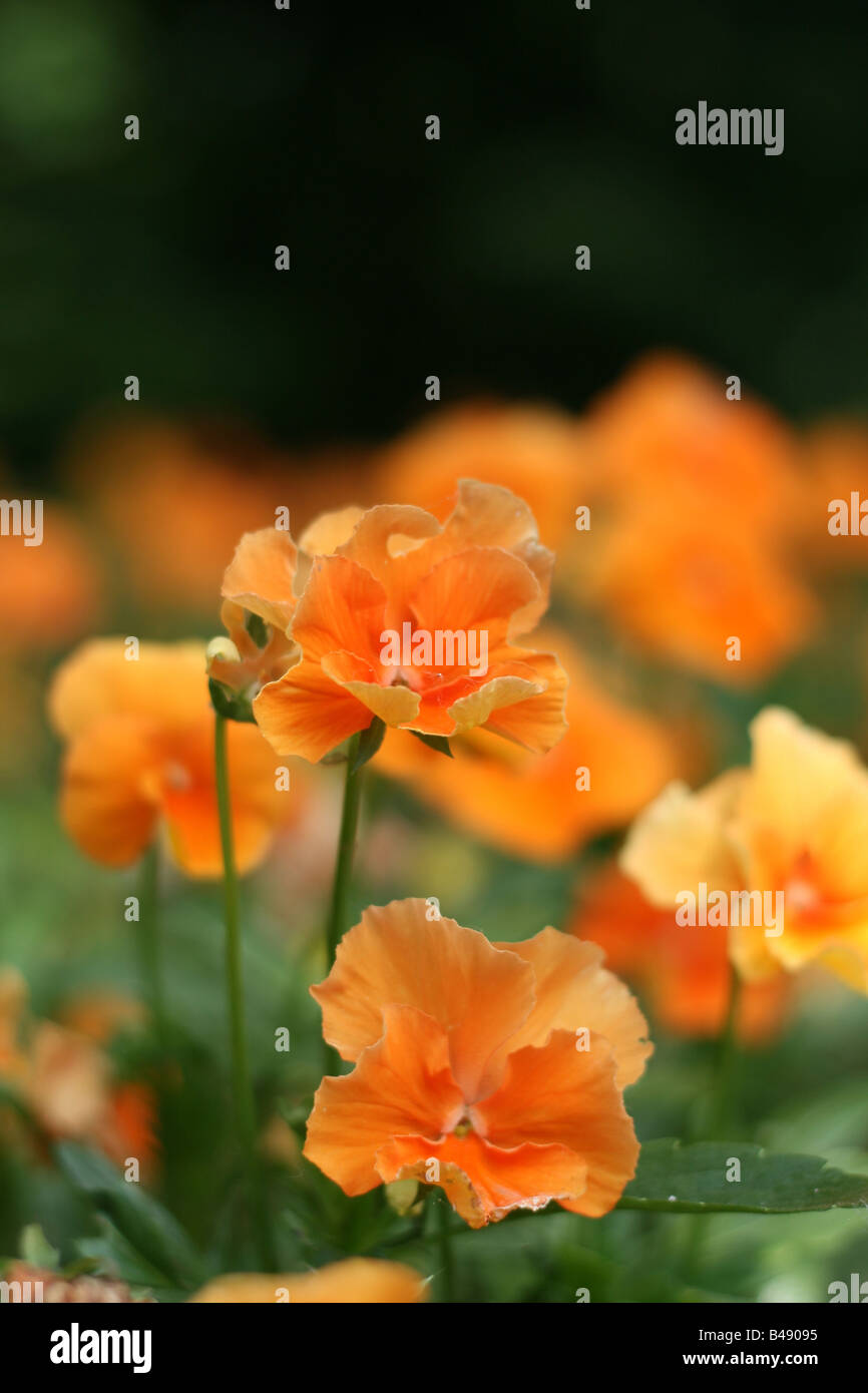Orange flowers growing in the park Stock Photo - Alamy