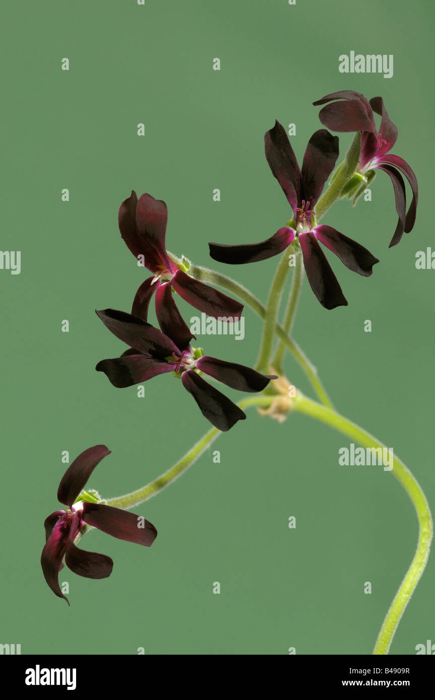 Umckaloabo, South African Geranium (Pelargonium sidoides, Pelargonium ...