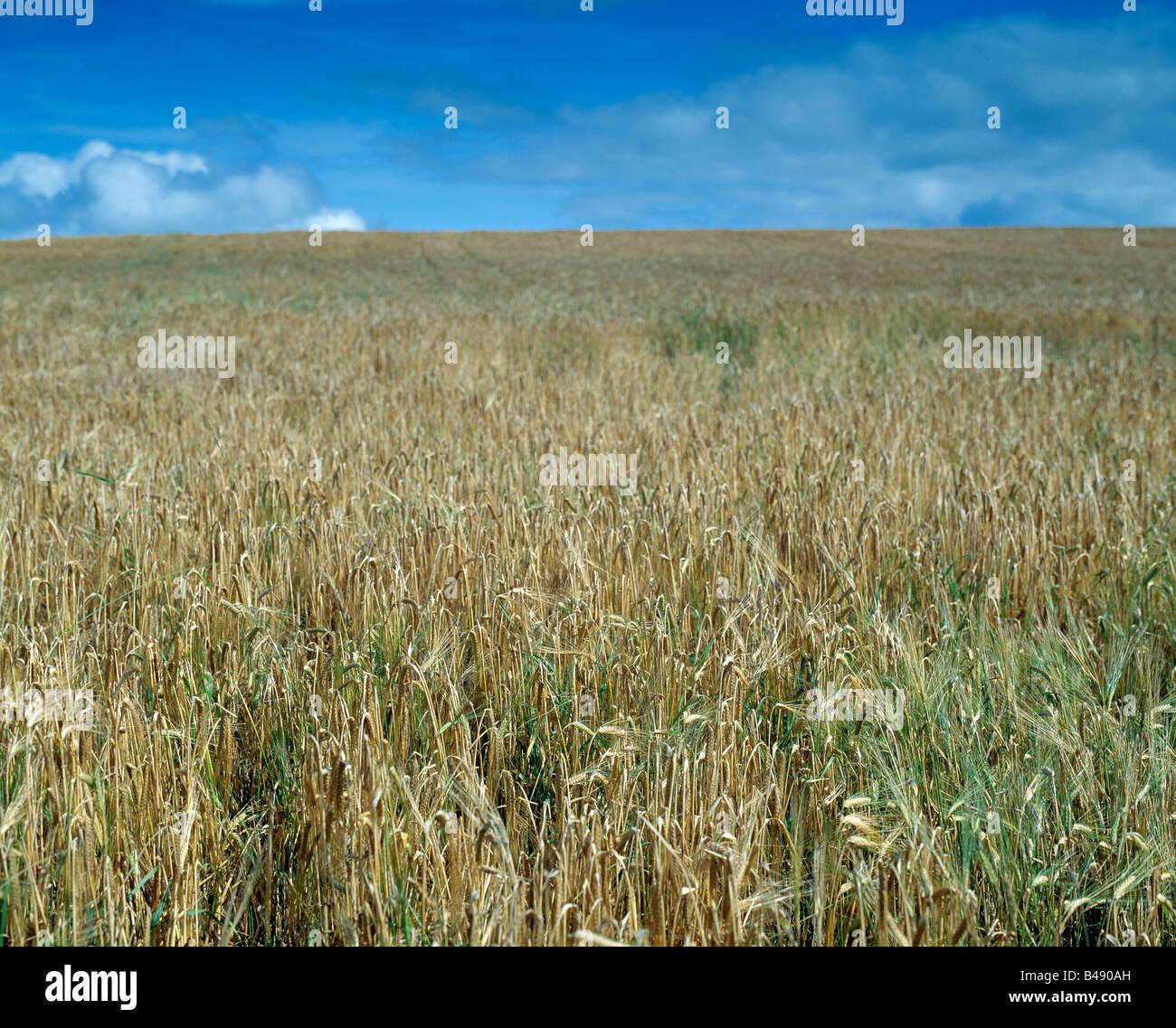 field of grain crop ready for harvesting Stock Photo - Alamy