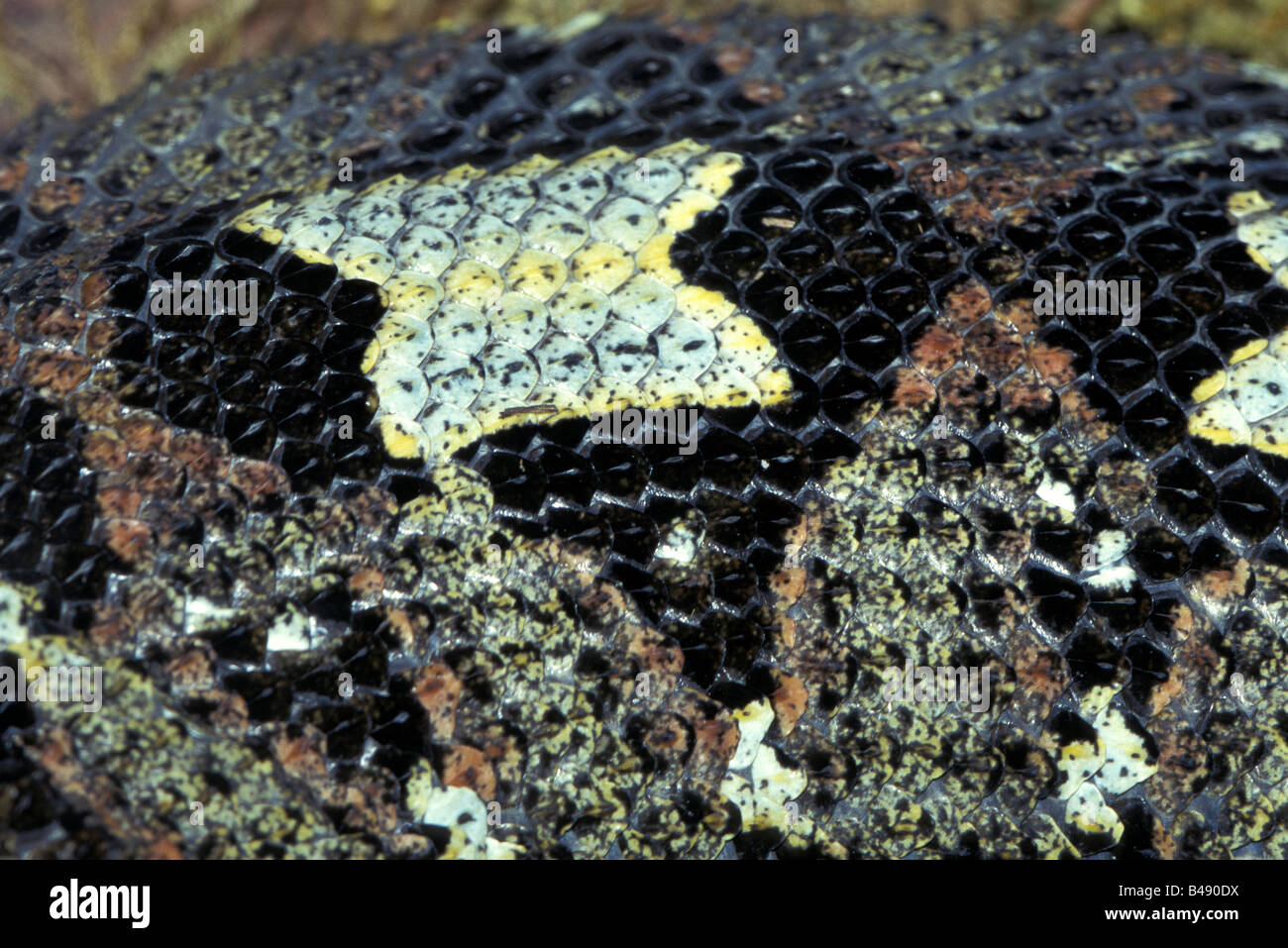 SNAKE VIPER RHINO BITIS NASICORNIS Stock Photo - Alamy