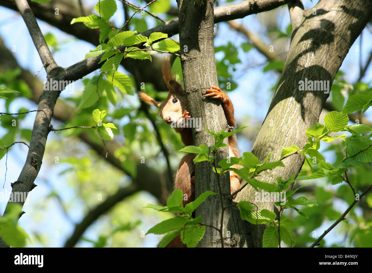 Red haired squirrel hi-res stock photography and images - Alamy
