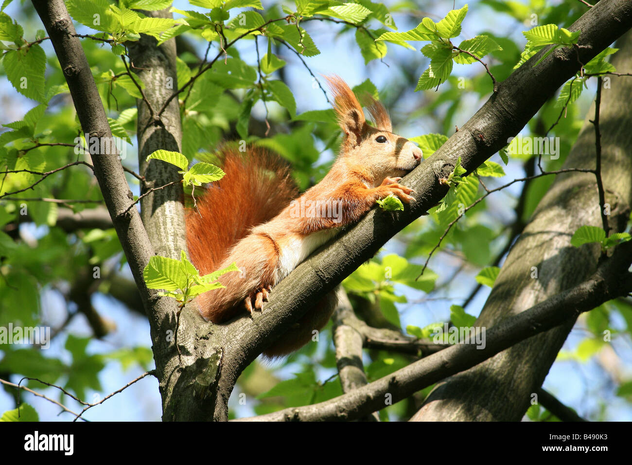 Red haired squirrel hi-res stock photography and images - Alamy