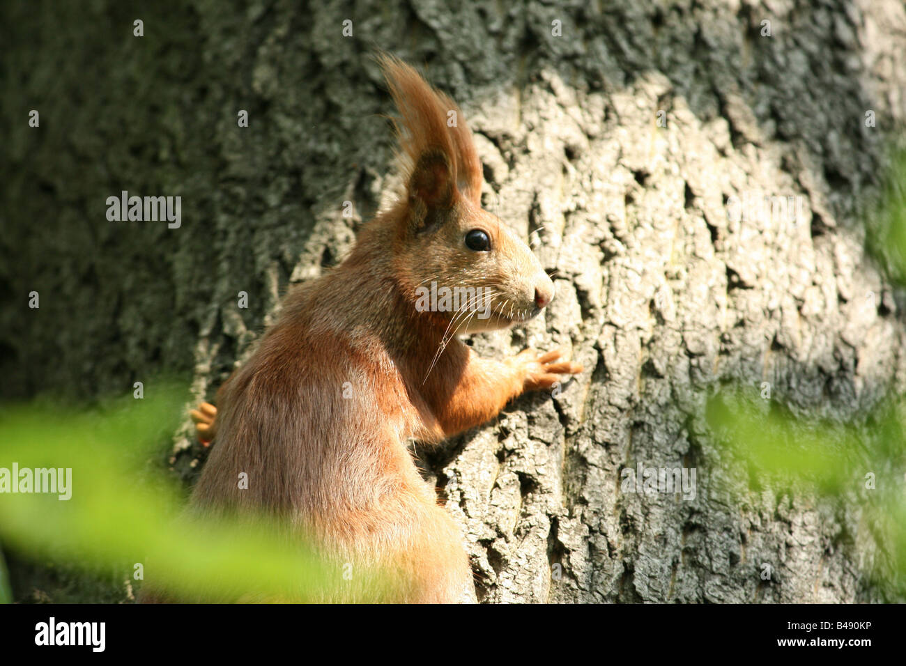 Red haired squirrel hi-res stock photography and images - Alamy