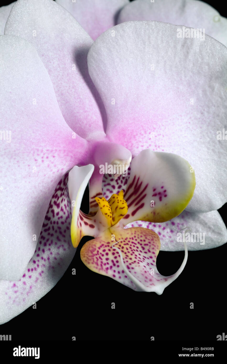 Orchid column hi-res stock photography and images - Alamy