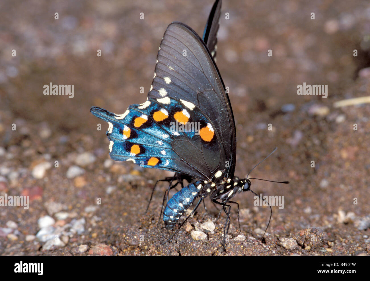 Pipevine Swallowtail Battus philenor Stock Photo - Alamy