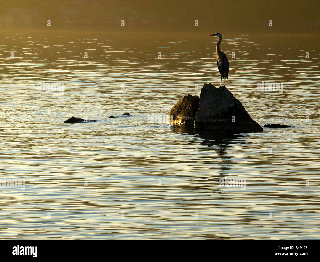 Heron rock and water hi-res stock photography and images - Alamy