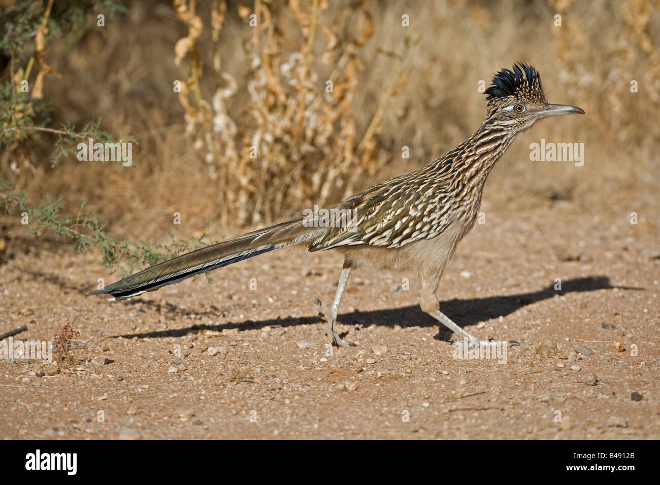 Greater Roadrunner [Geococcyx californianus]Walking in Sonoran Desert ...