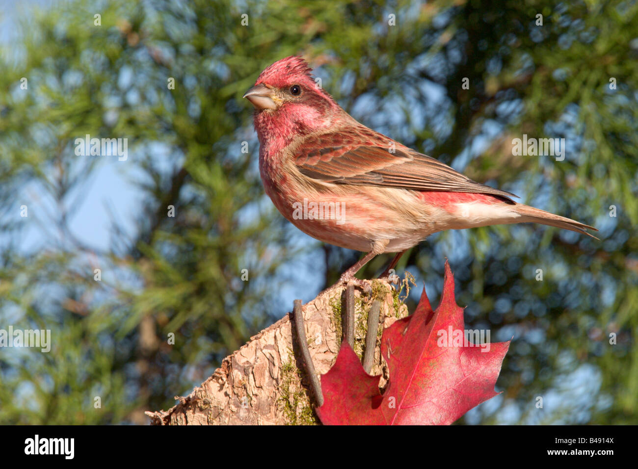 Adult Male Purple Finch High Resolution Stock Photography and Images ...
