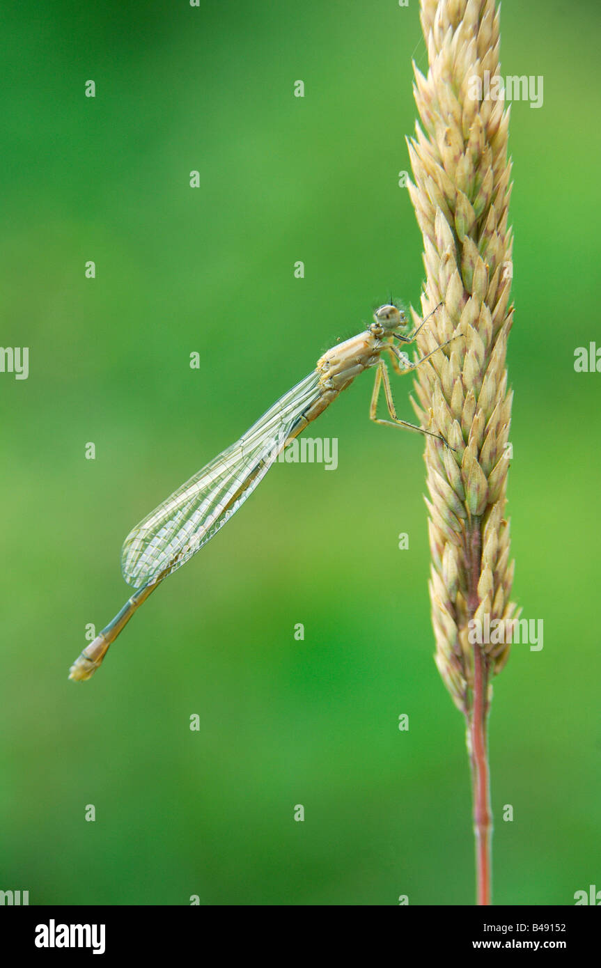 Female damselfly wings hi-res stock photography and images - Alamy