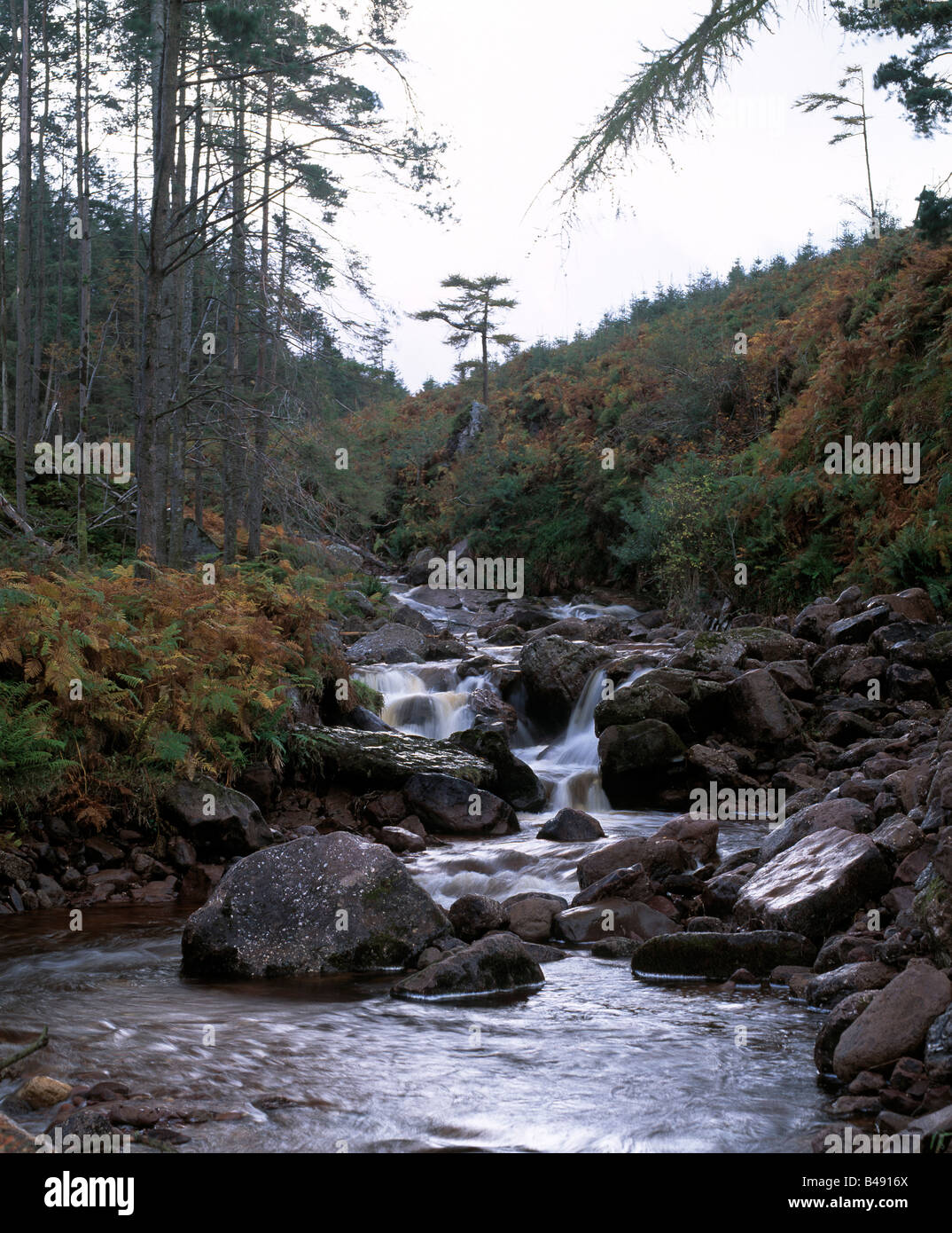 waterfall racing down an irish valley floor surrounded by pine trees ...