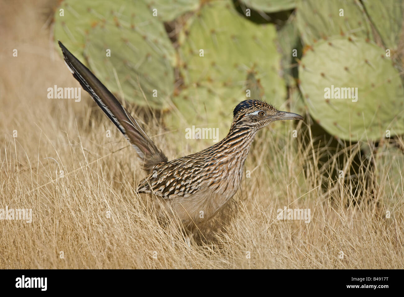 Aves chaparral hi-res stock photography and images - Alamy