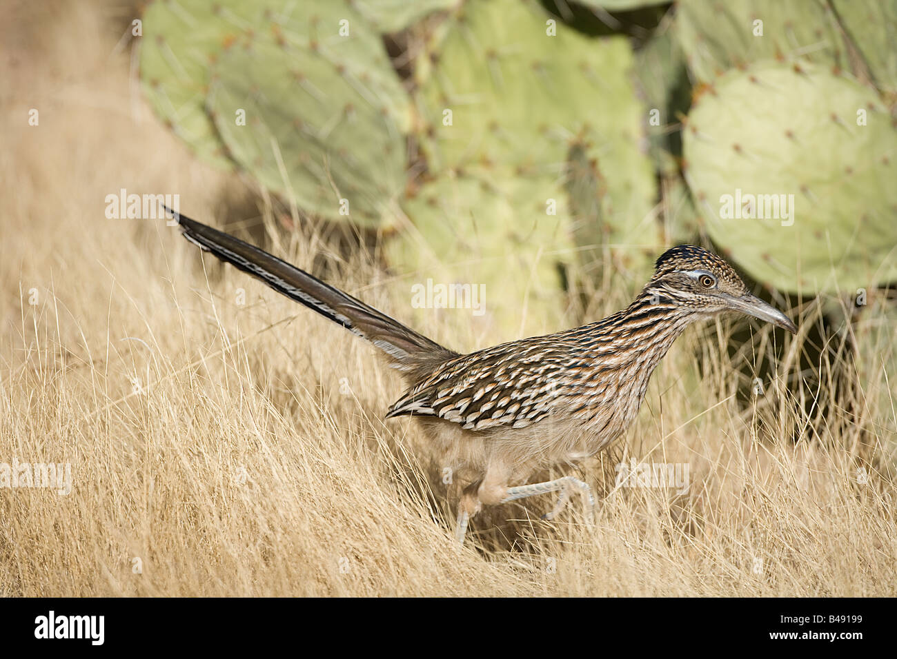 Aves chaparral hi-res stock photography and images - Alamy