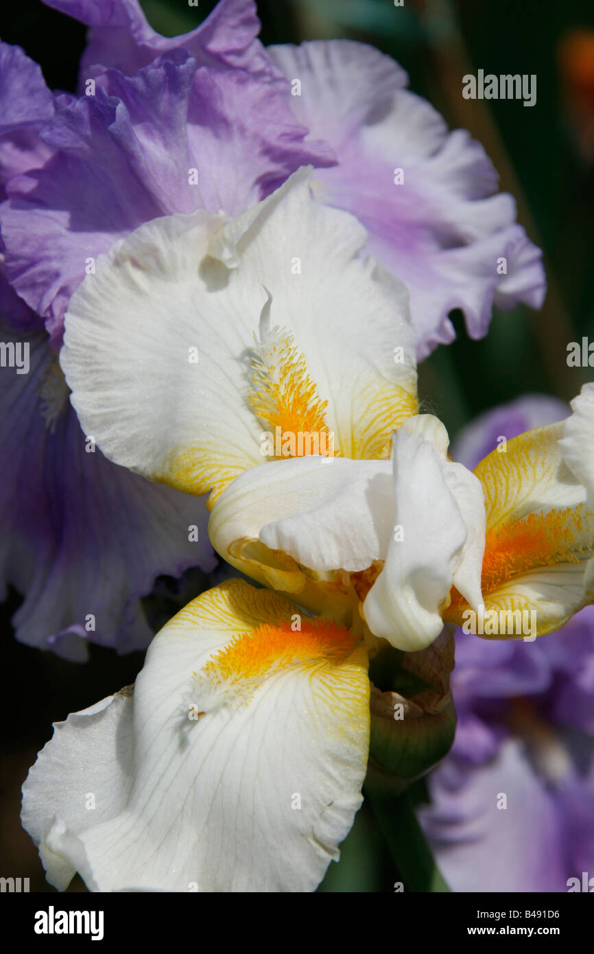 close up of iris flowers in garden Stock Photo - Alamy