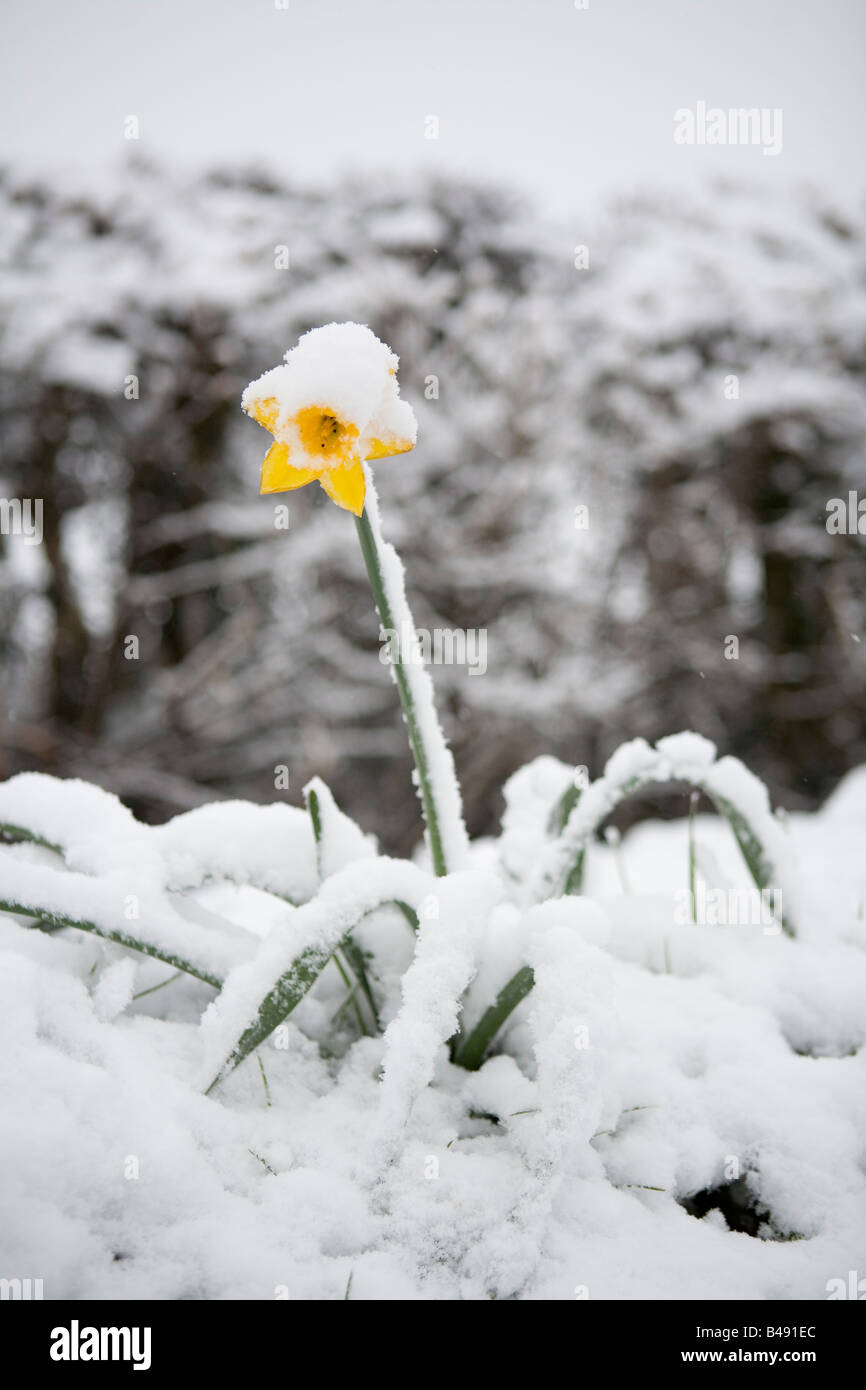 snow covered daffodil Stock Photo - Alamy