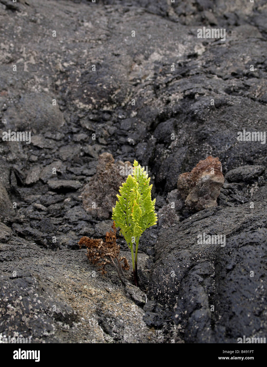 Lava volcano plant hi-res stock photography and images - Alamy