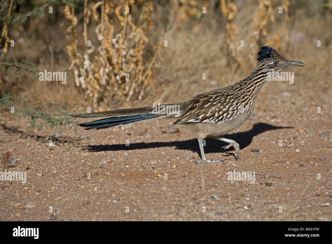 Desert roadrunners hi-res stock photography and images - Alamy