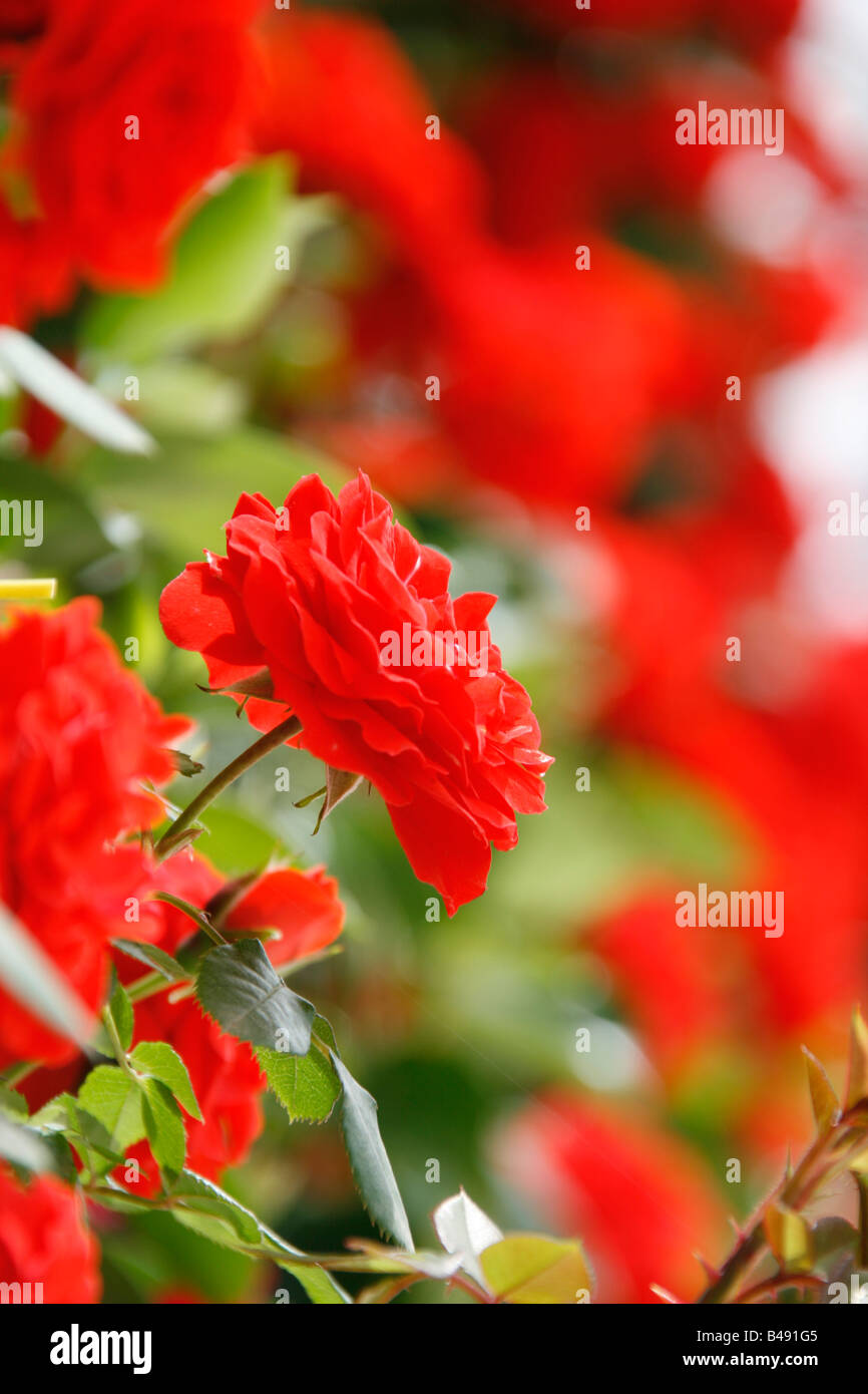 lots of colourful red flowers in garden in sun Stock Photo - Alamy