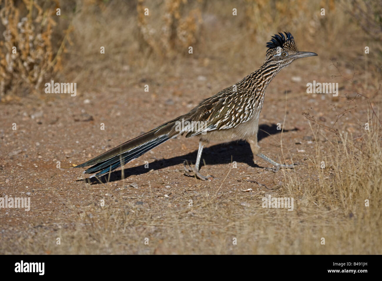 Desert roadrunners hi-res stock photography and images - Alamy