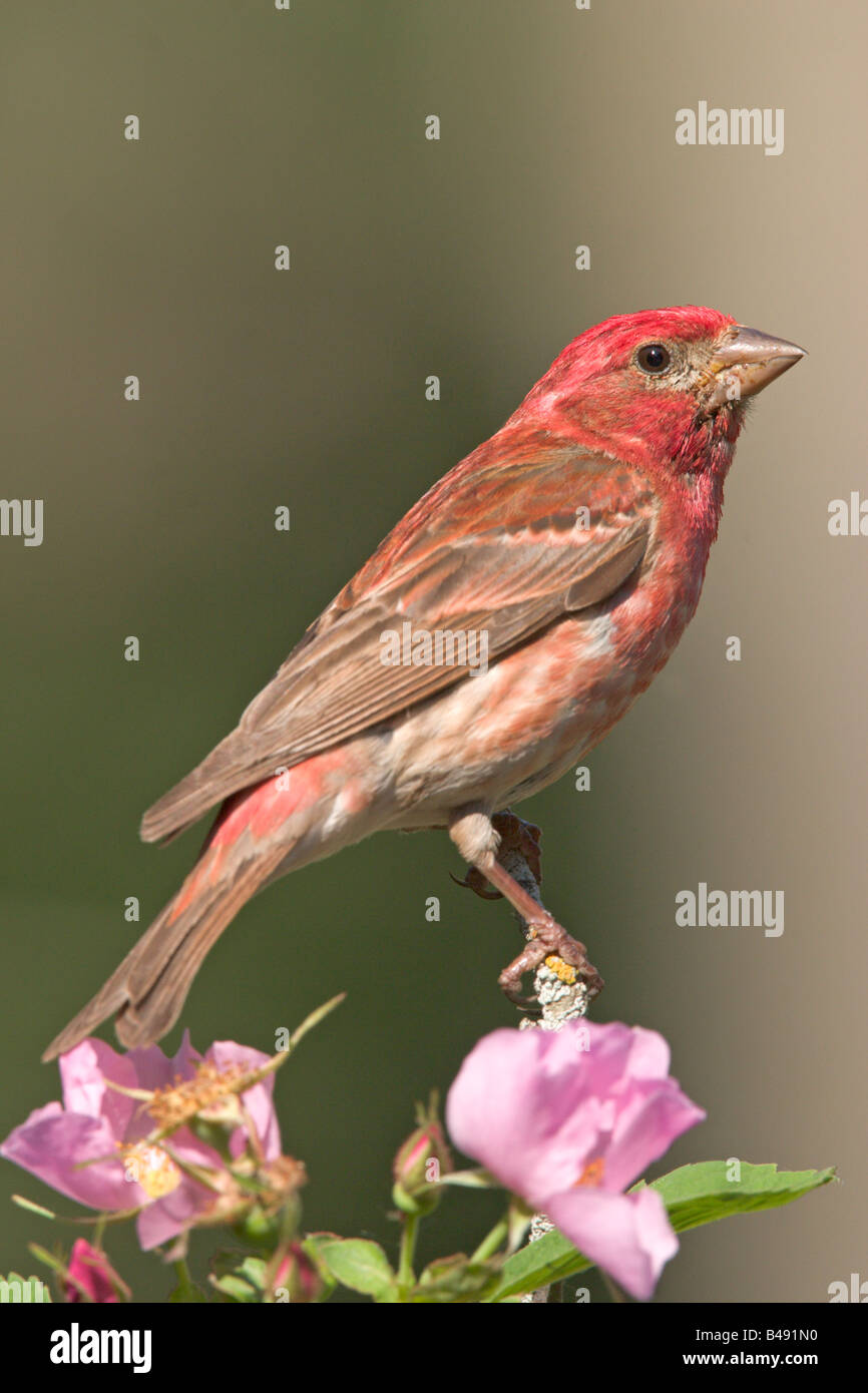 Purple Finch Carpodacus purpureus Tamrack Aitkin County Minnesota ...