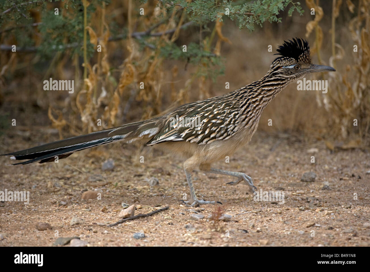 Desert roadrunners hi-res stock photography and images - Alamy