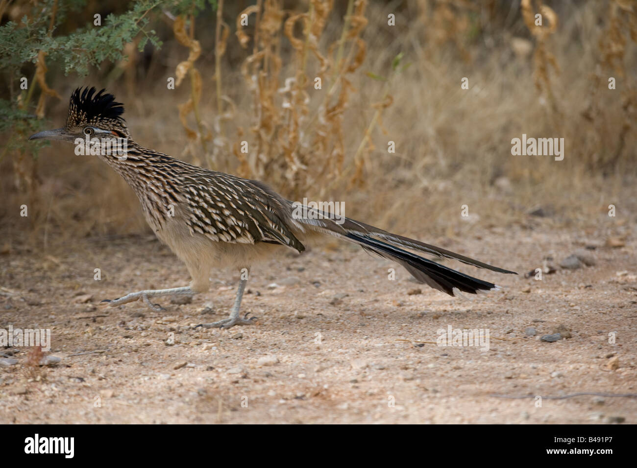 Sonoran Desert Roadrunner