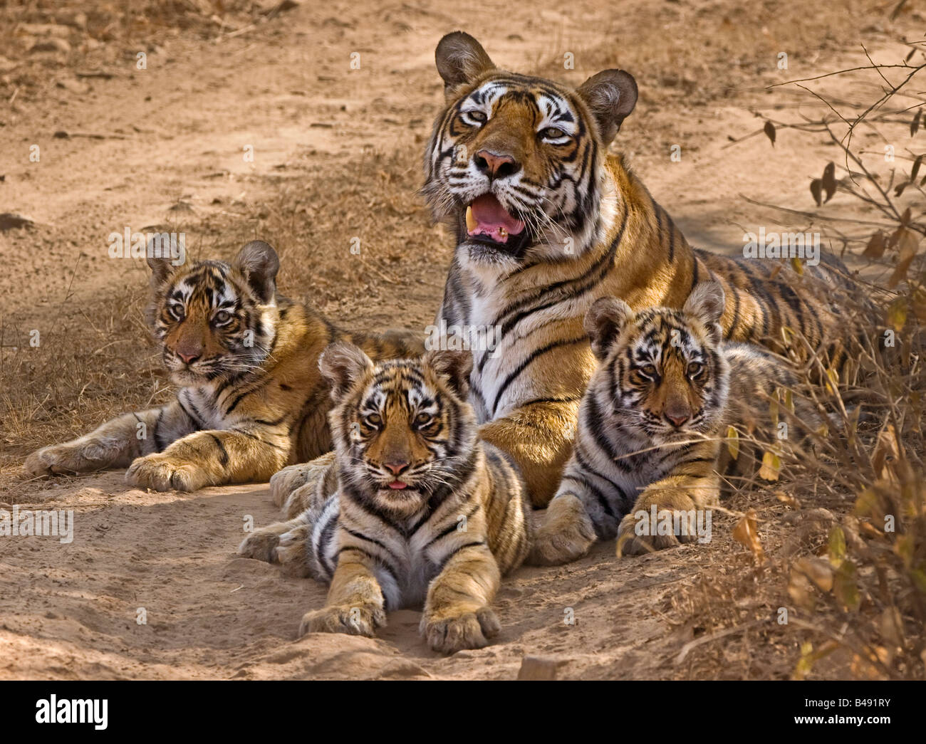 Wild tigress with three young cubs in Ranthambore national park Stock ...