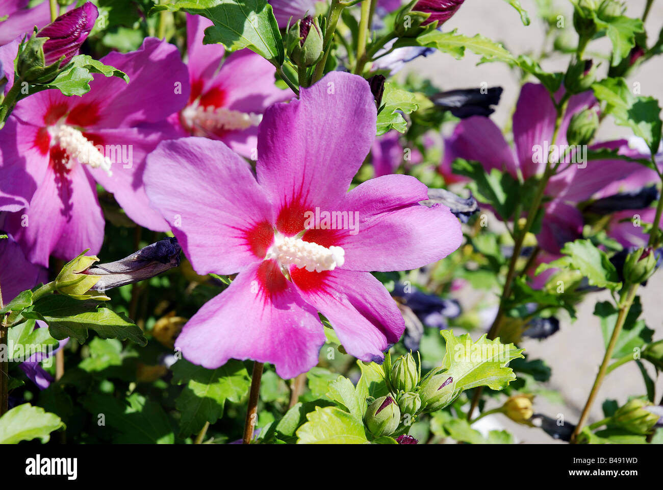 Planta de hibisco flor hi-res stock photography and images - Alamy