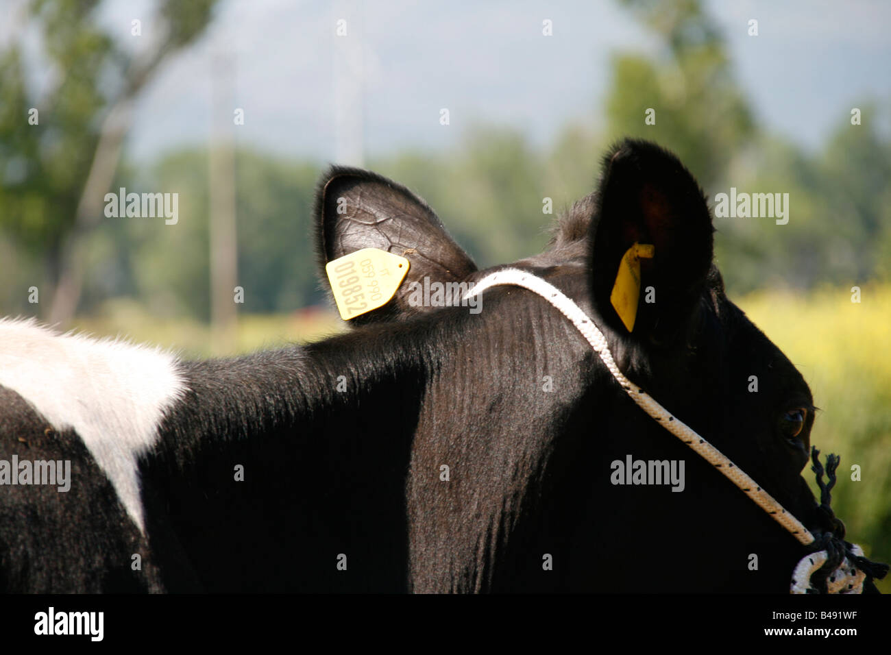 one cow in field on farm in countryside Stock Photo - Alamy