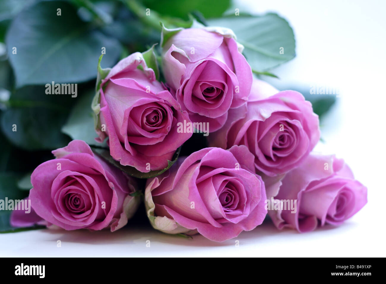 Arrangement of 6 Pink Roses Stock Photo - Alamy