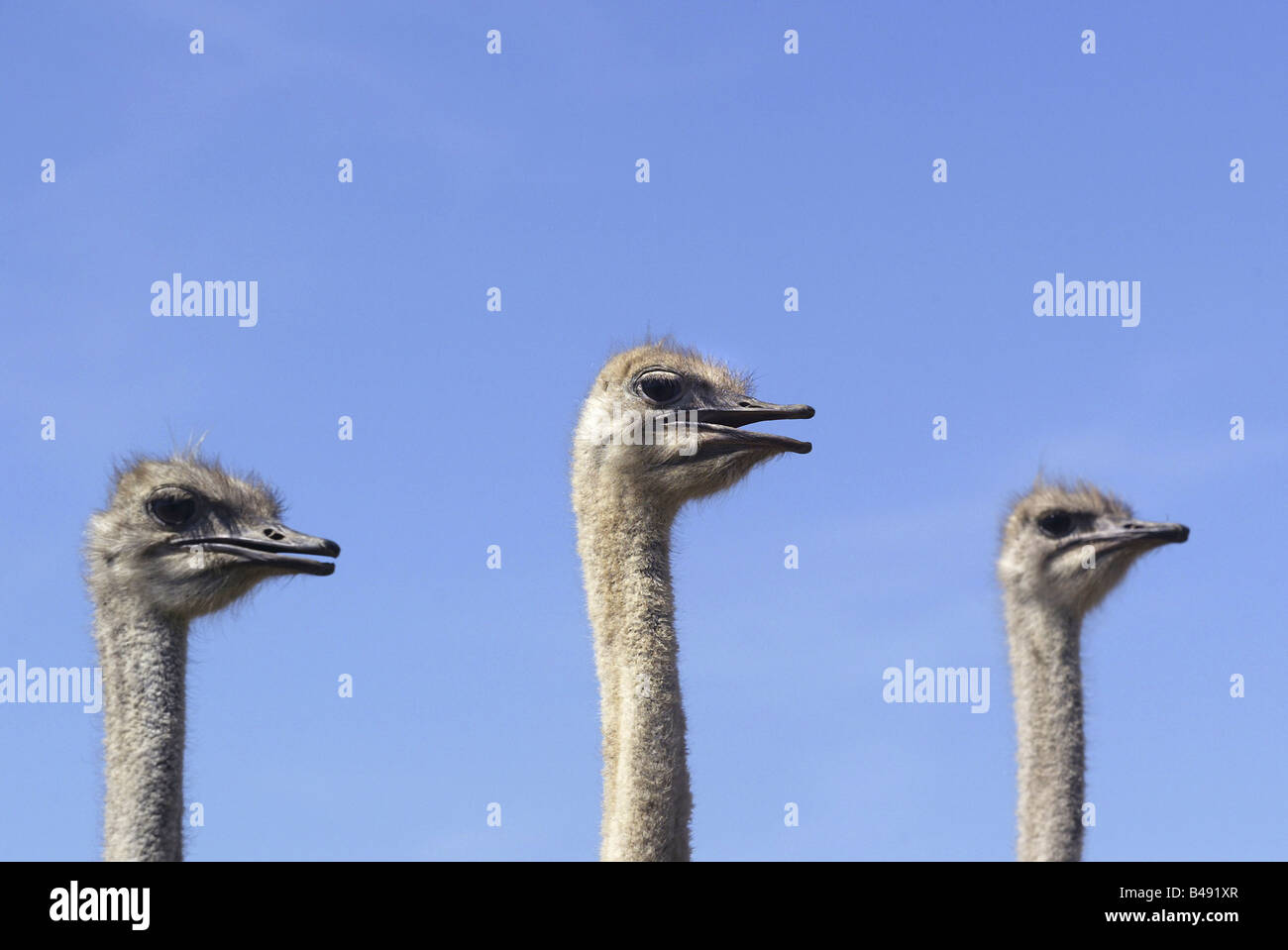 Ostriches on hi-res stock photography and images - Alamy