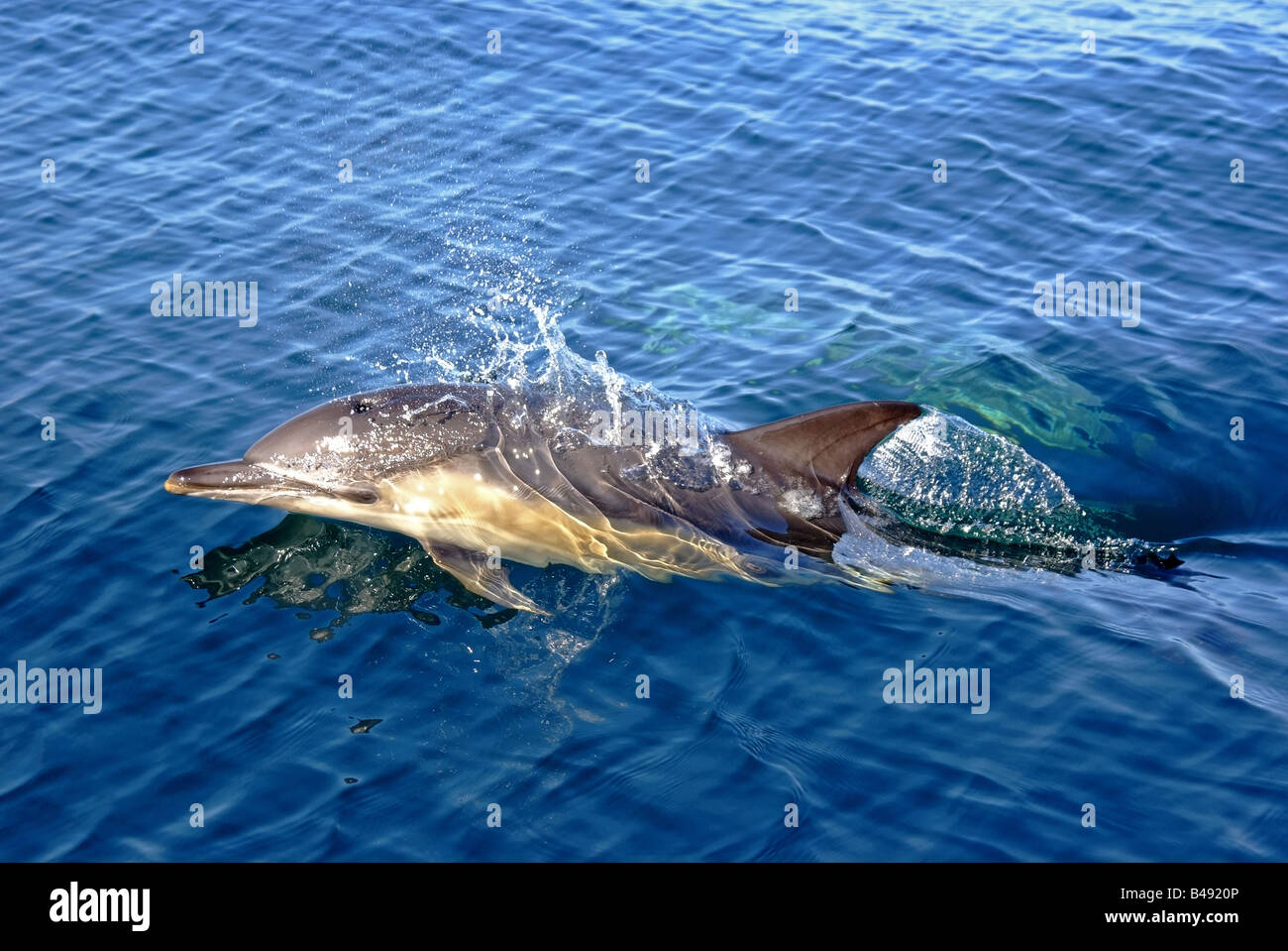 common dolphin delphinus delphis in european waters Stock Photo - Alamy