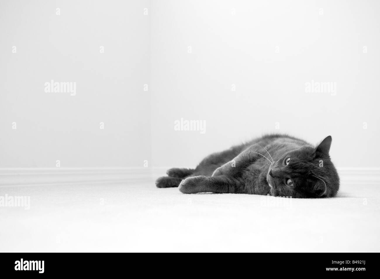 Cat lying down Stock Photo - Alamy