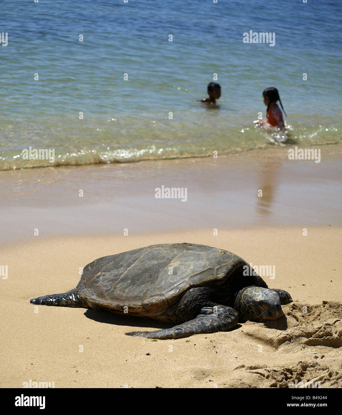 Basking turtle hi-res stock photography and images - Alamy
