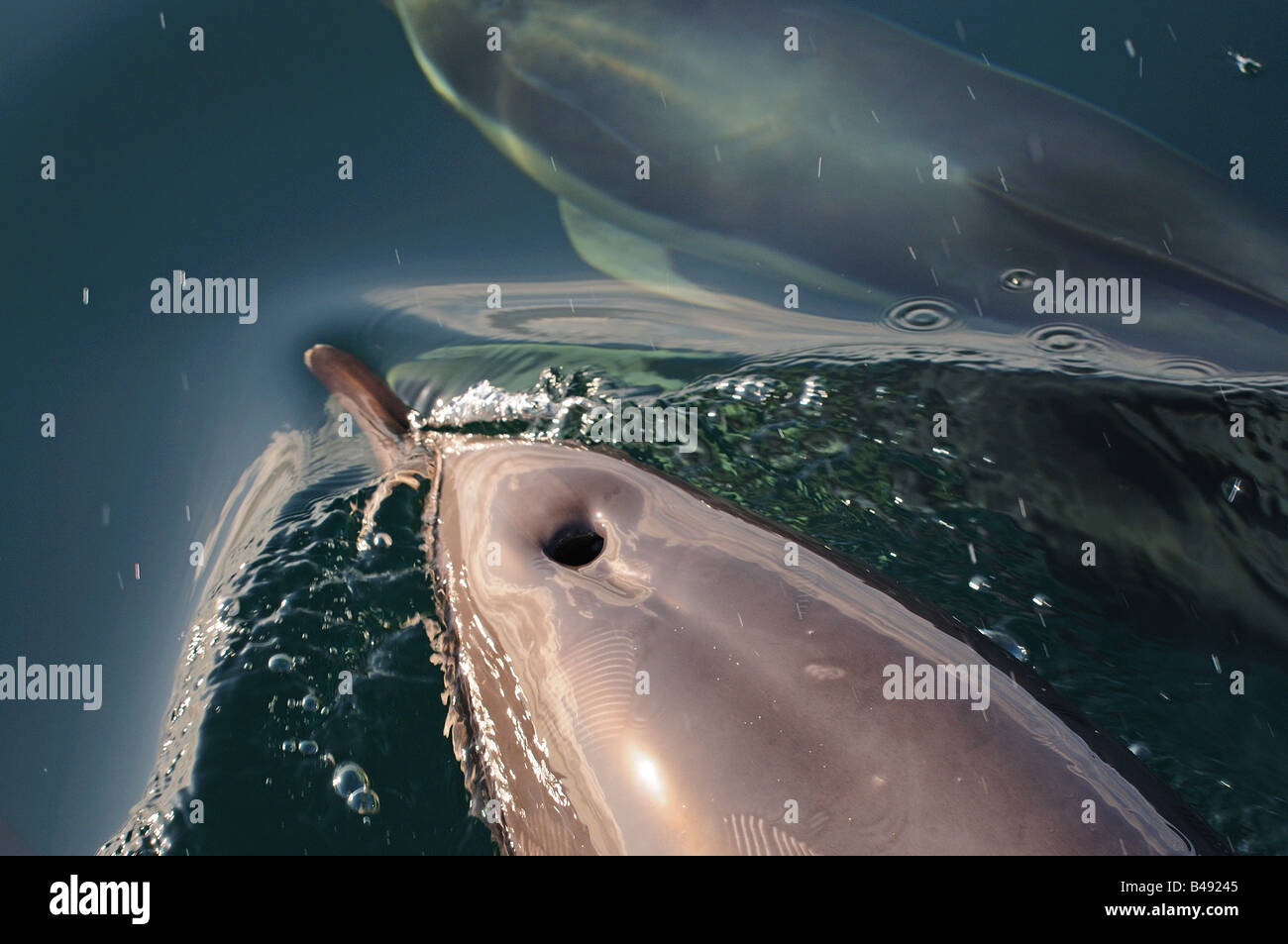 common dolphin delphinus delphis in european waters showing beak and ...
