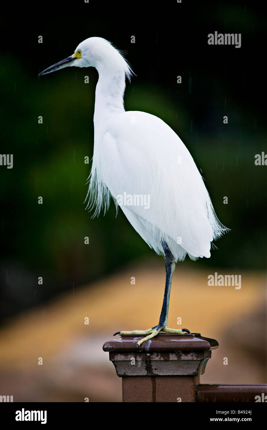 Perch stand hi-res stock photography and images - Alamy