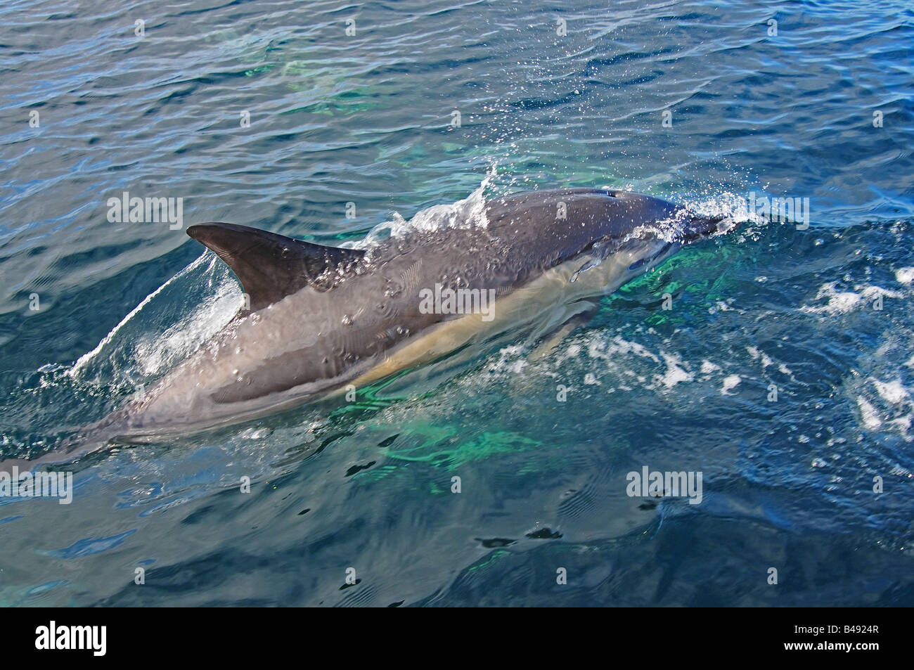 common dolphin delphinus delphis in european waters on the surface ...
