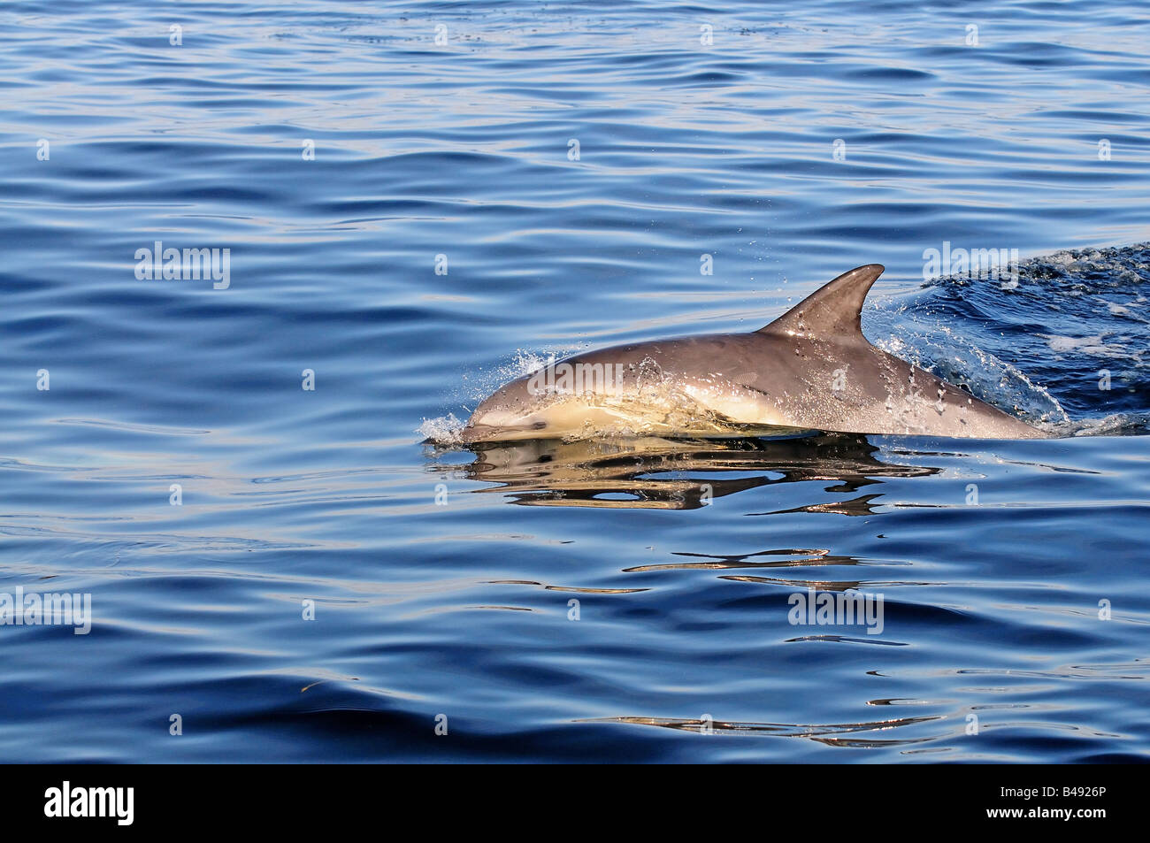 Common dolphin boat british hi-res stock photography and images - Alamy