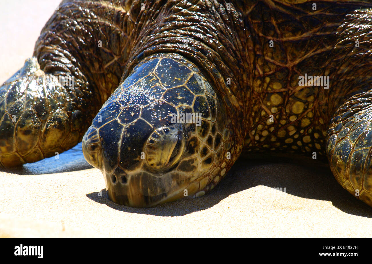 Green Sea Turtle Stock Photo - Alamy
