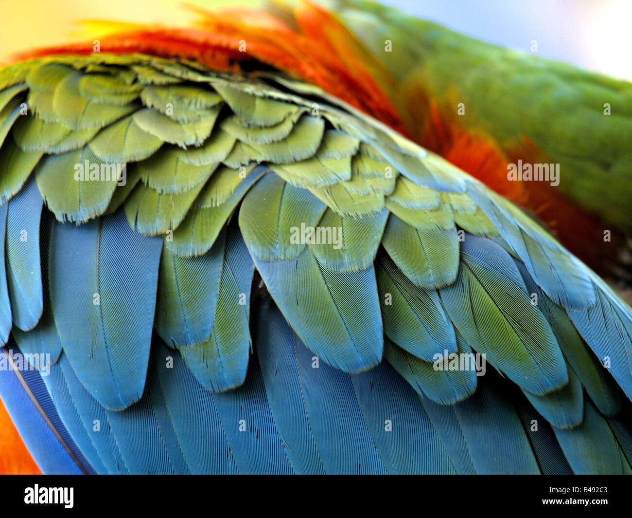 Colorful macaw feathers Stock Photo - Alamy