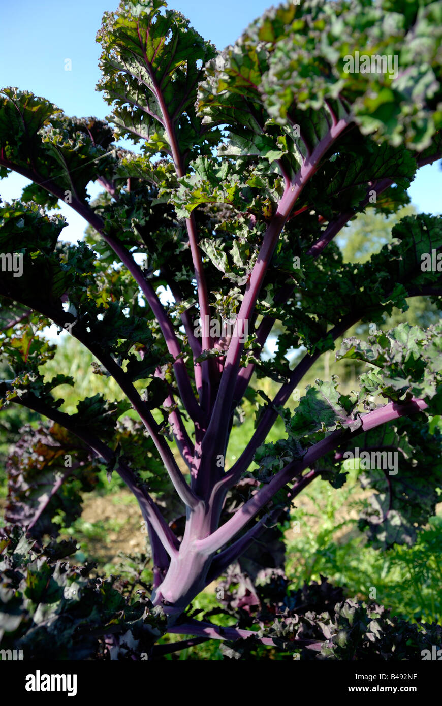 Stock photo of fresh growing curly purple kale in the vegetable garden ...